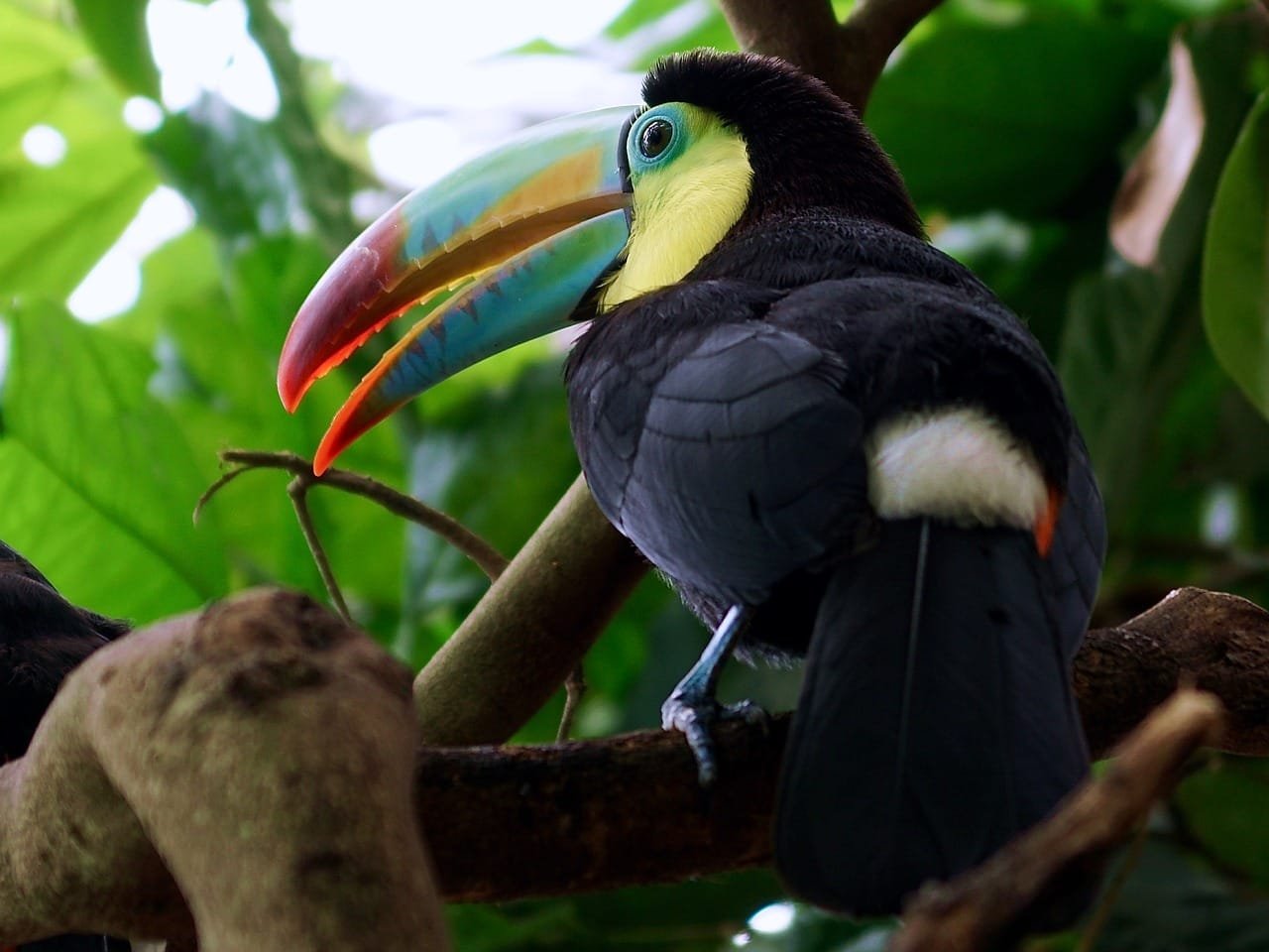 Amazon Jungle Tucan Tour 3 days / 2 nights - Tambo Peru Tours